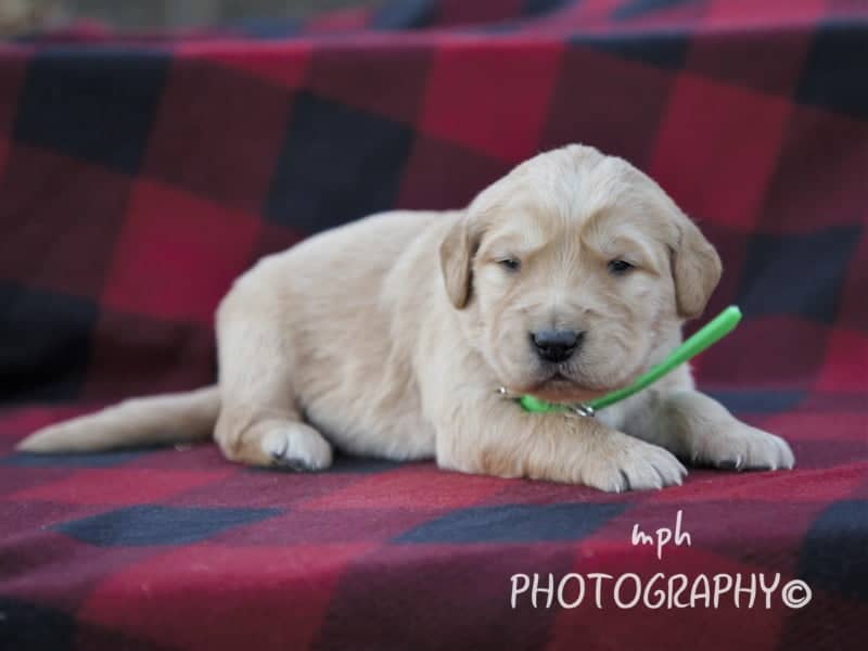 Mike - Beige Male Puppy | Golden Run Puppies