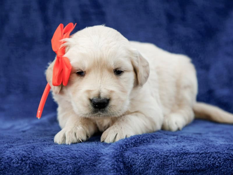 Maxx - Cream Male Puppy | Golden Run Puppies