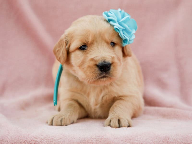 Midge - Cream Female Puppy | Golden Run Puppies