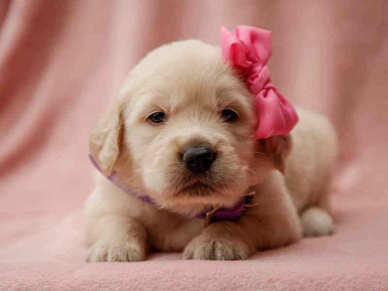 Quincy - Cream Female Puppy | Golden Run Puppies