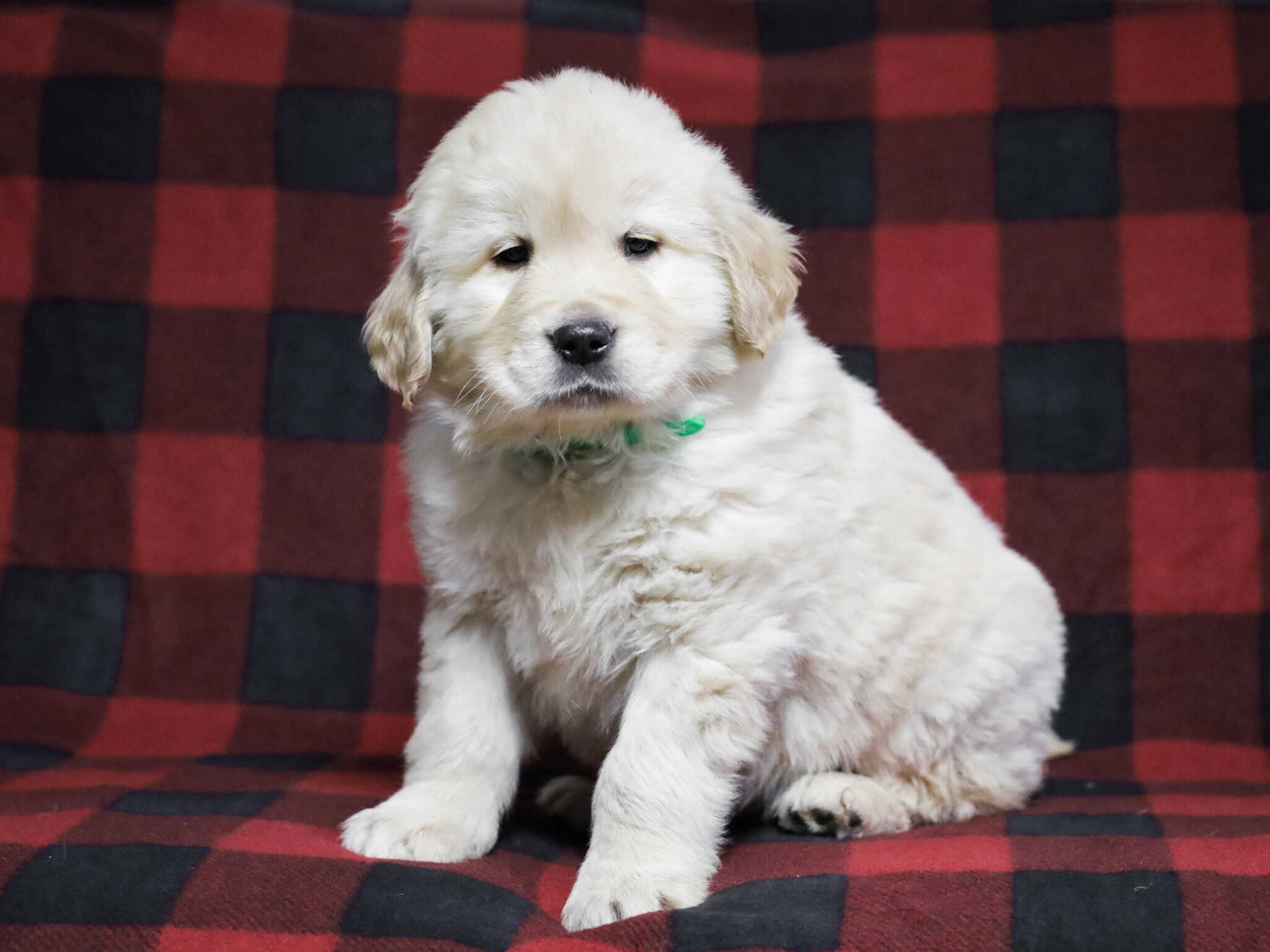 Murray - Light Golden Male Puppy | Golden Run Puppies